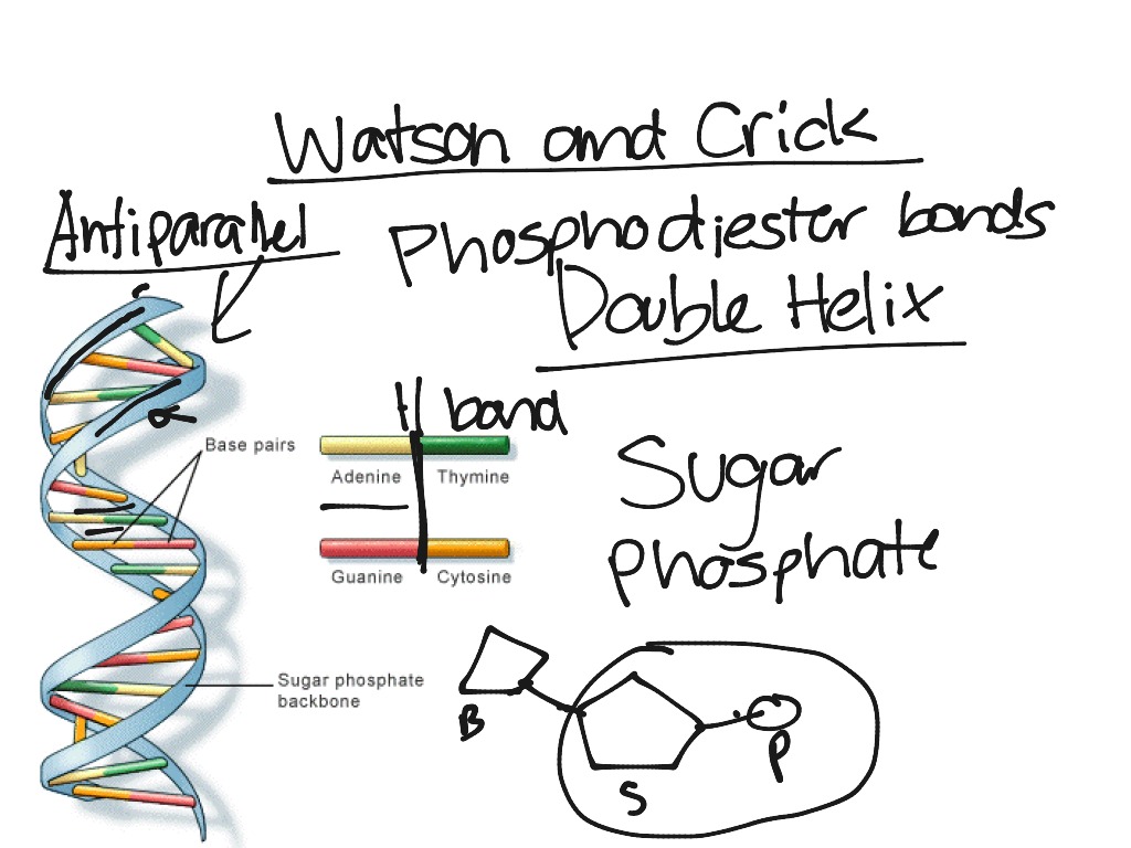 DNA | Science, Biology | ShowMe