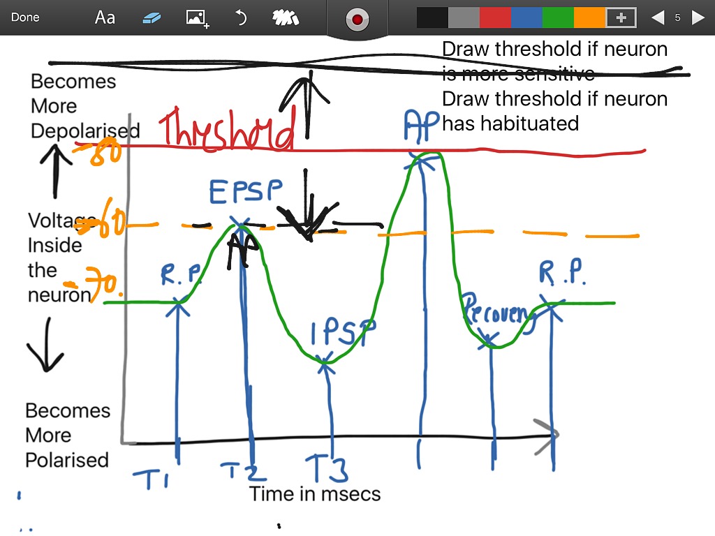Thinking about neurons and firing | Science, Biology | ShowMe
