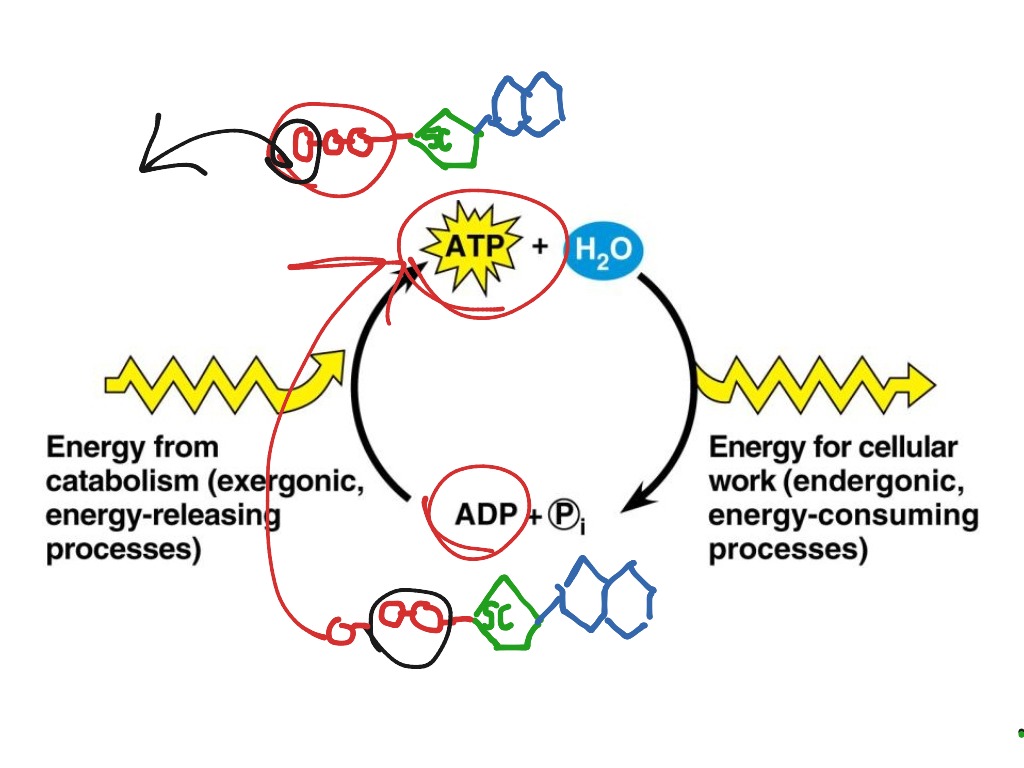 ATP-ADP | Science | ShowMe