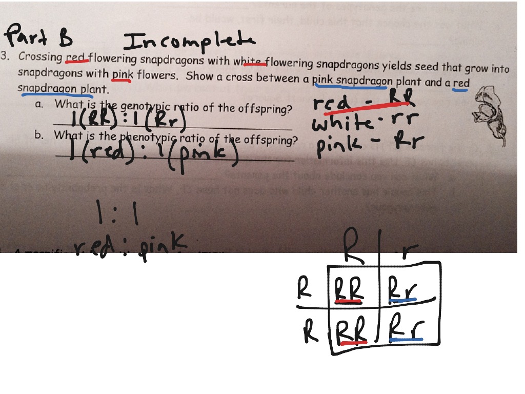 Incomplete dominance example | Science, Biology, Genetics | ShowMe
