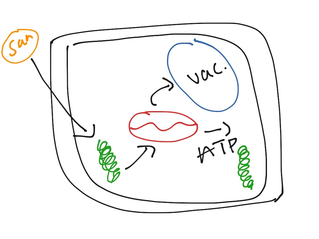 Energy pathway | Science | ShowMe