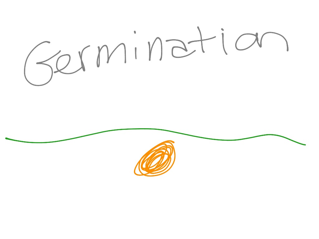 Life Cycle of a Lily Plant | Science | ShowMe