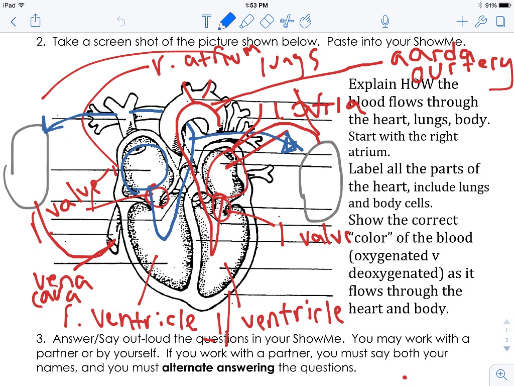 Heart | Science | ShowMe