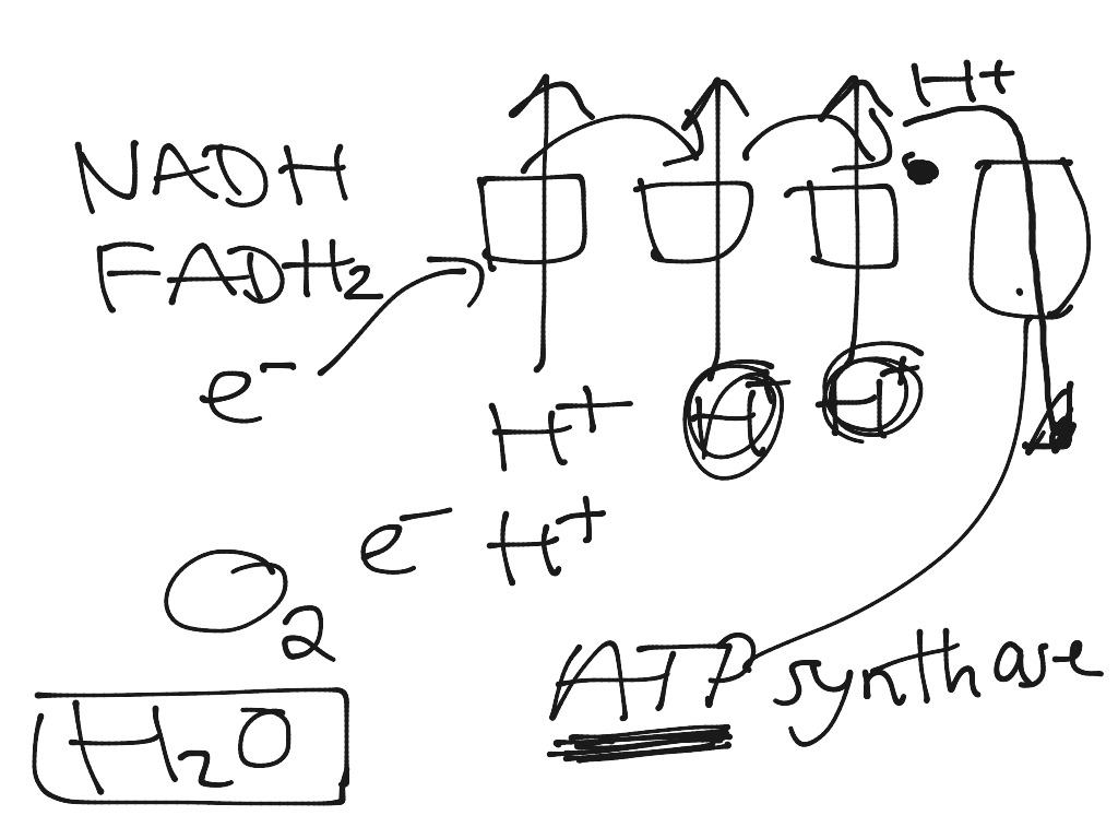 ETC | Science | ShowMe