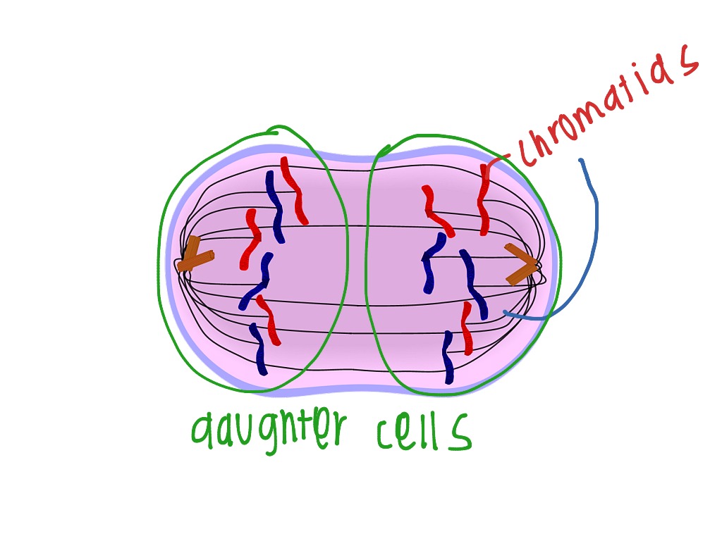 Anaphase | Science | ShowMe