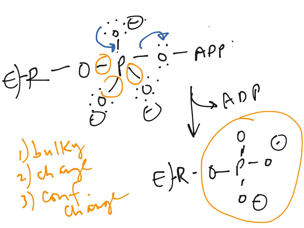 Enzyme regulation | Science, Chemistry | ShowMe