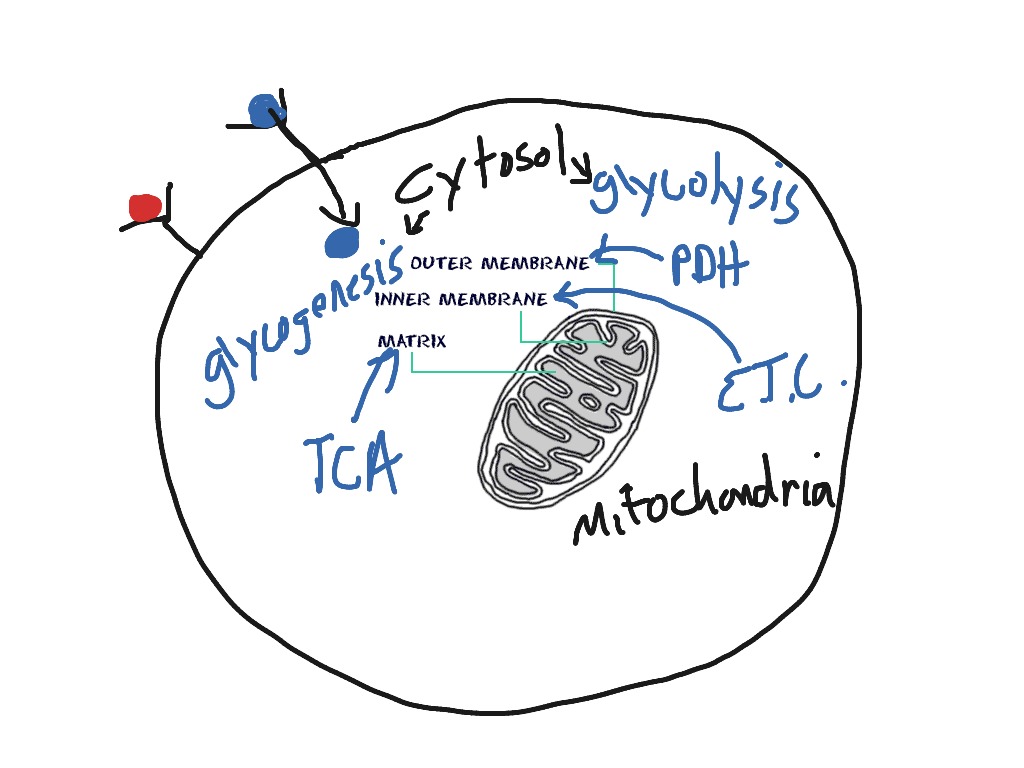 Overview of pathway locations | Science, Biochemistry | ShowMe