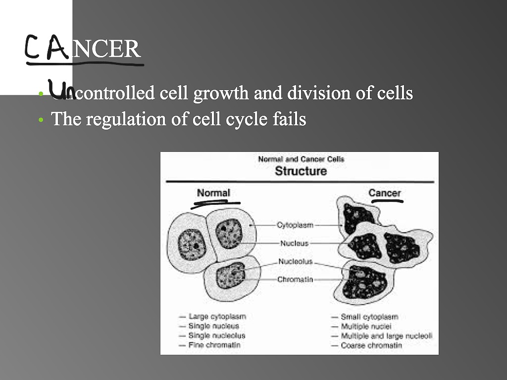 Cancer | Science | ShowMe