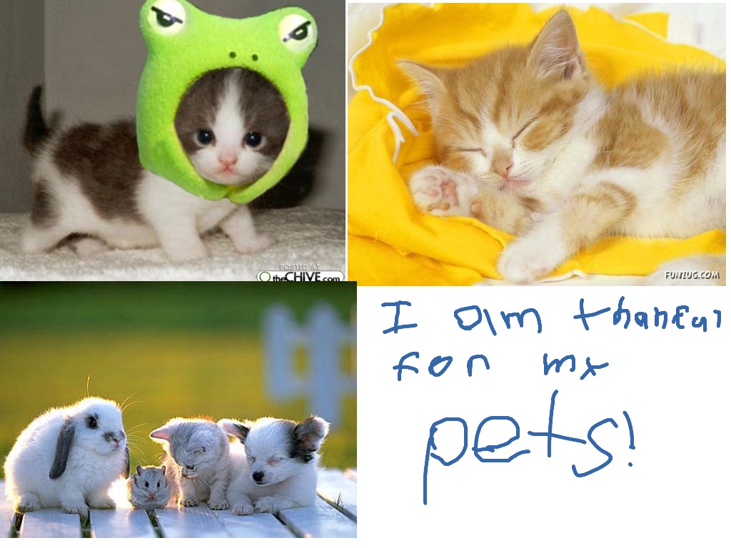 Mciver. Alison. Hinson | Business | ShowMe